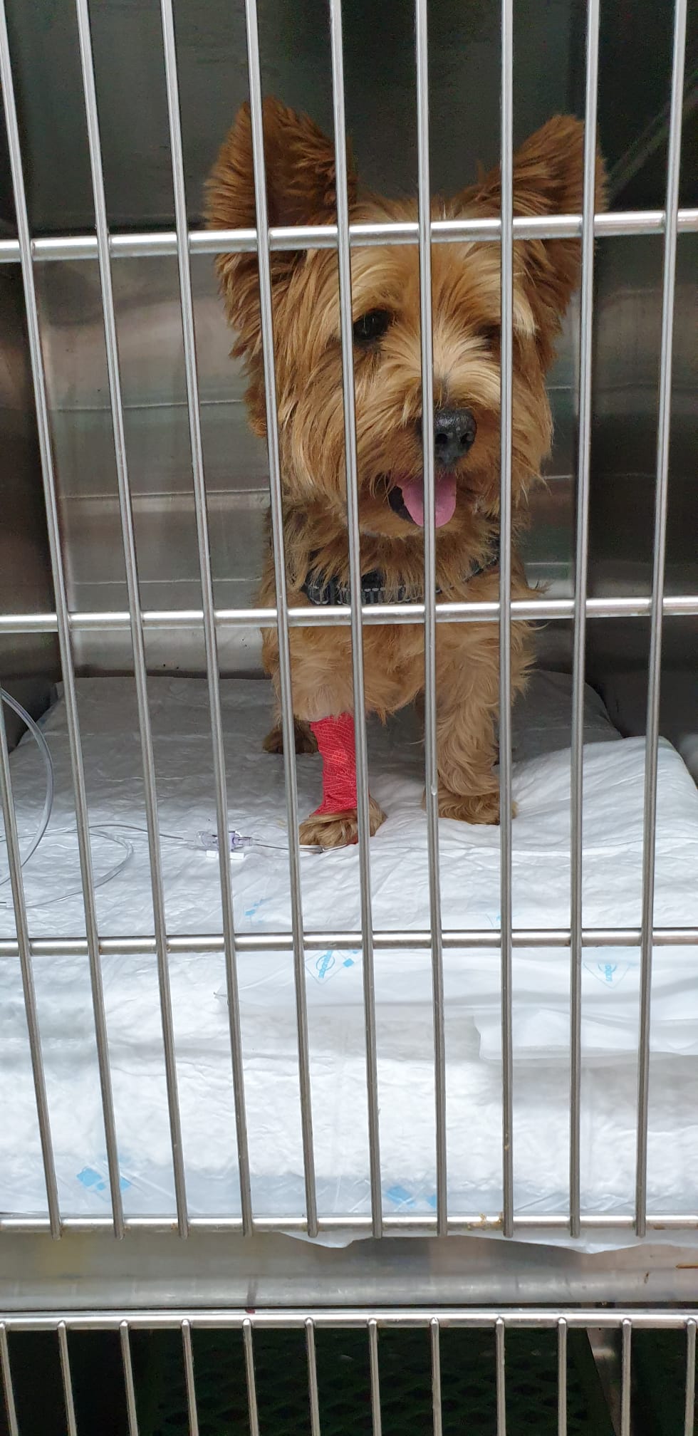 Gripe en Perros, resfriado en perros o gripe perruna ...
